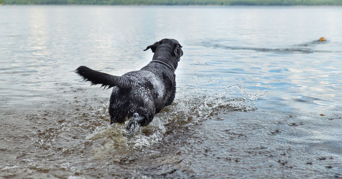 A guide to safe swimming for dogs | ManyPets
