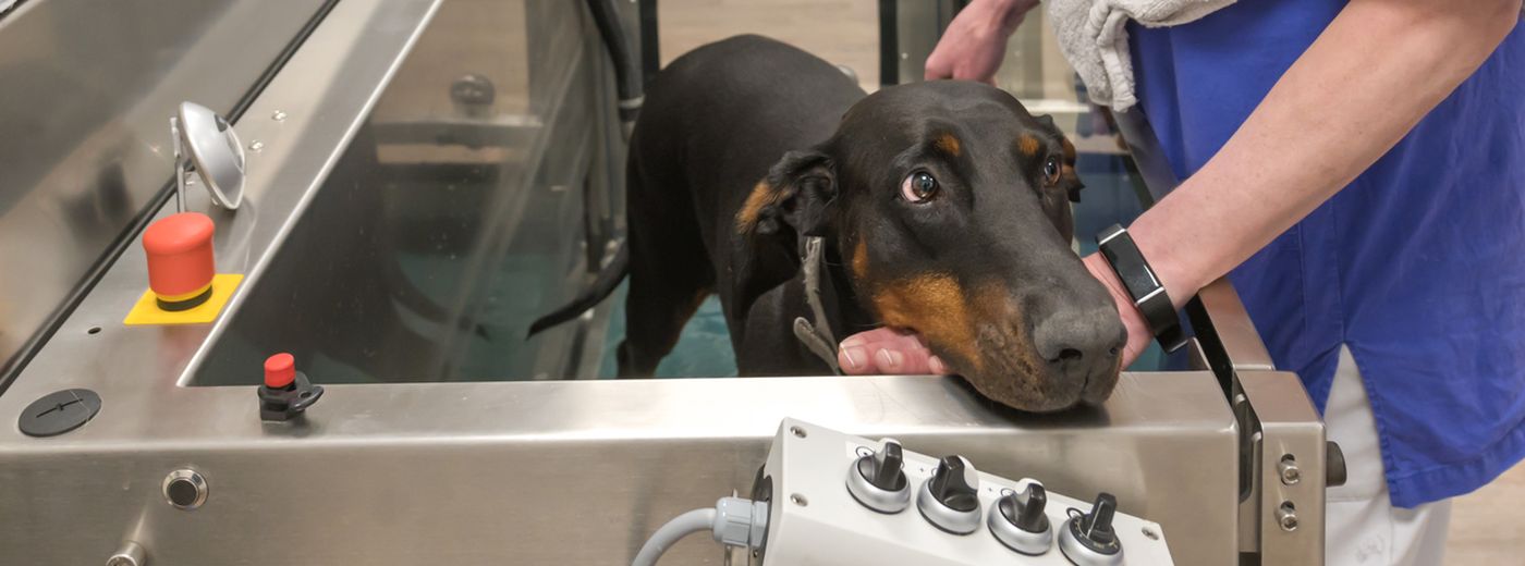 Hydrotherapy for dogs | ManyPets