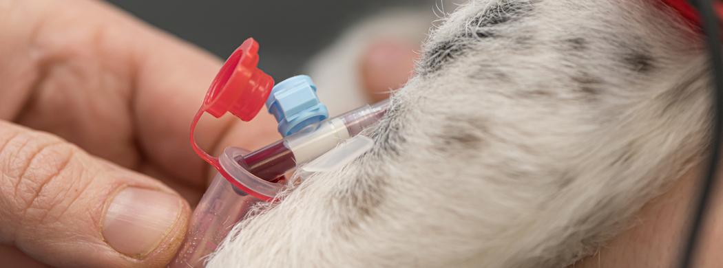 How Much Does A Blood Transfusion For Dogs Cost