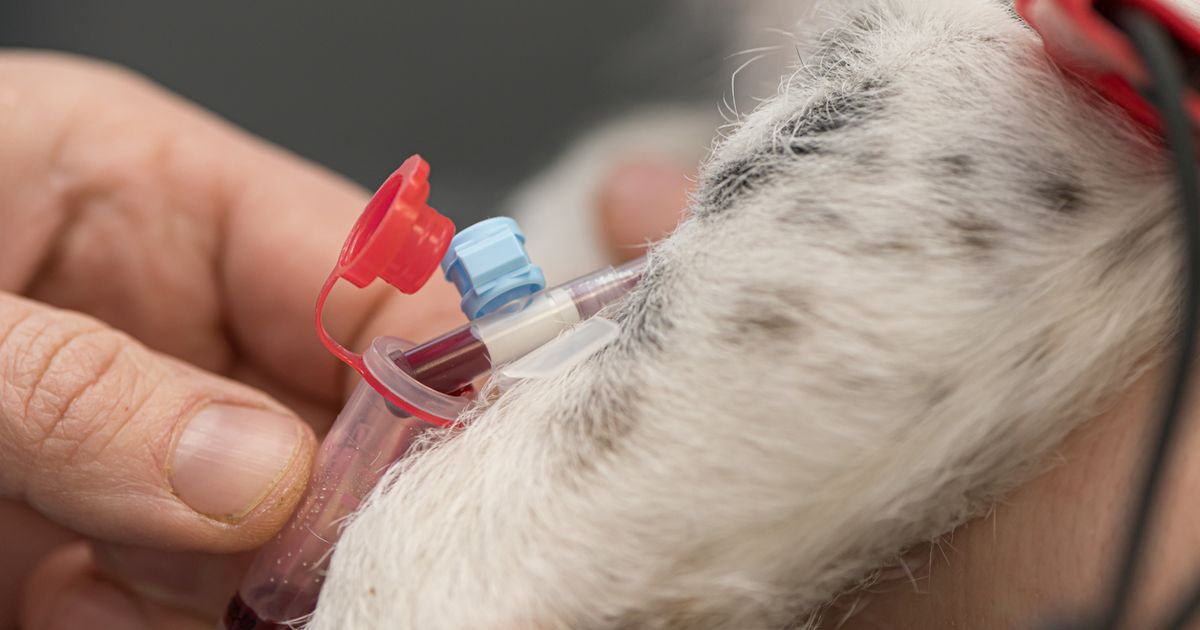 Dog blood donation: what pet owners need to know | ManyPets