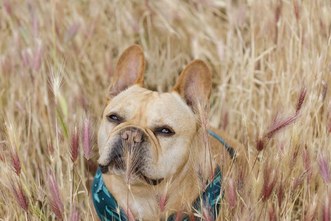 Foxtails and dogs: understanding the risks and how to protect your pup ...
