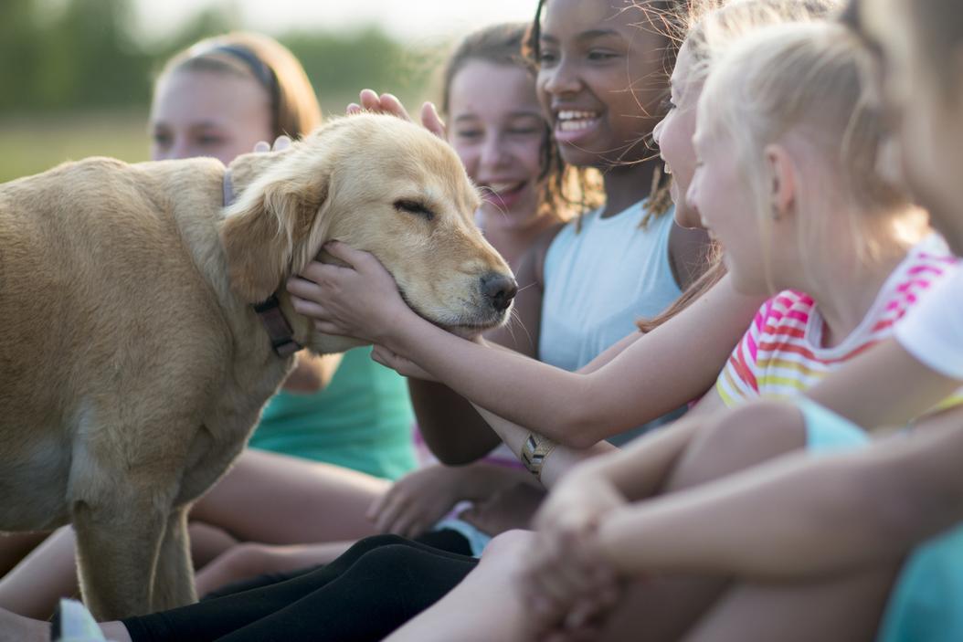 Therapy dogs in schools: what exactly do they do? | ManyPets