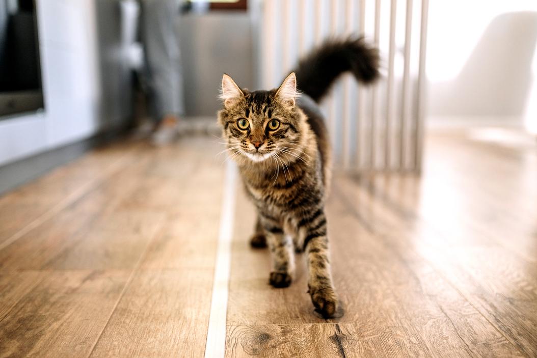 Cats get separation anxiety, too. Here's how to help. | ManyPets