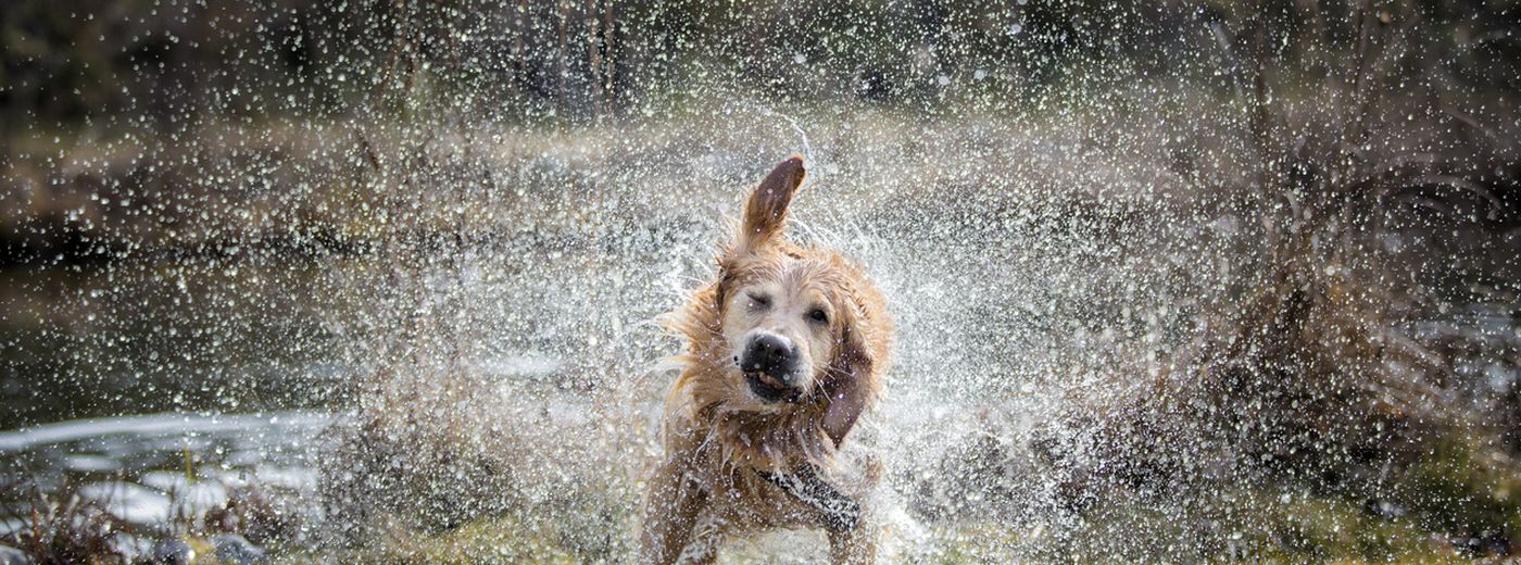 Do Dogs Like Being Out In The Rain