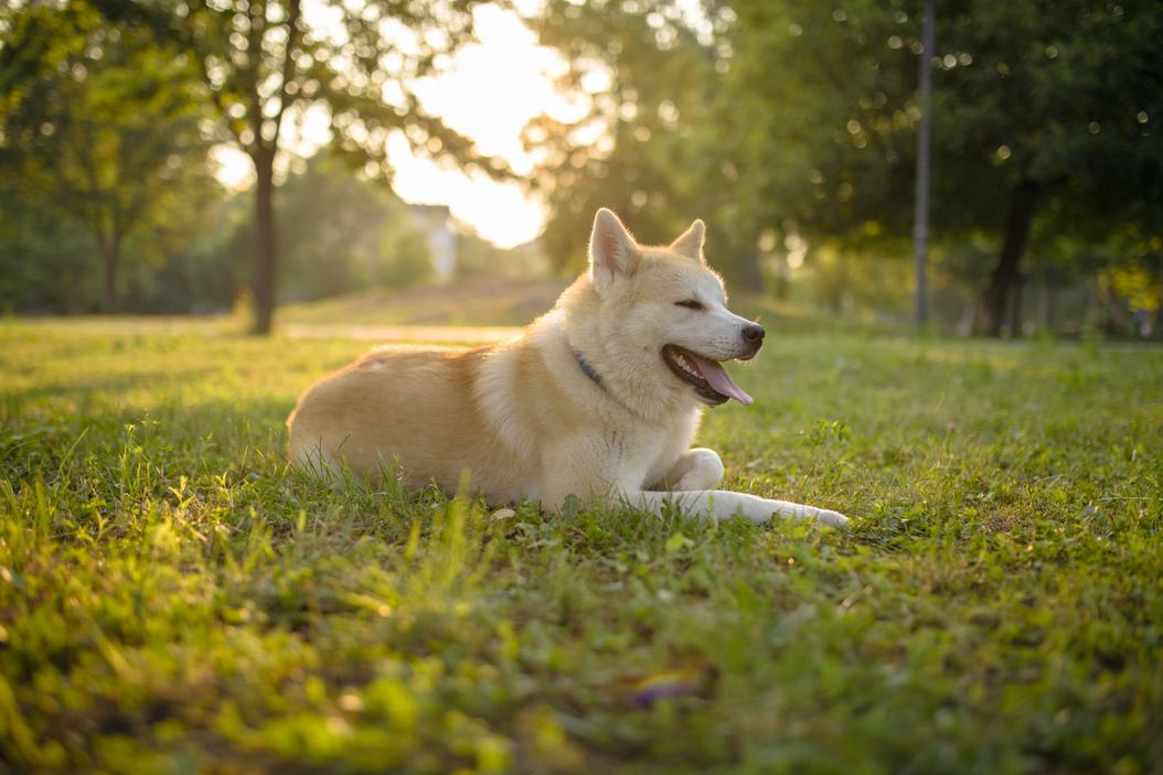 Common health problems with Shiba Inus | ManyPets