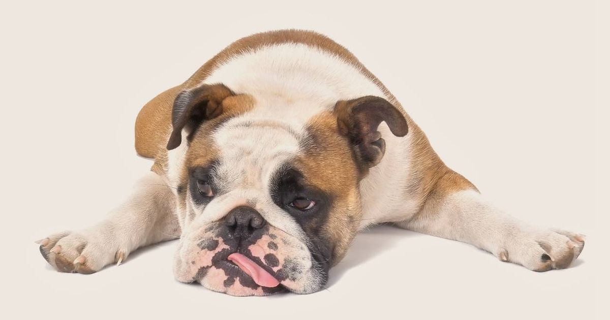 Common health problems with English Bulldogs | ManyPets