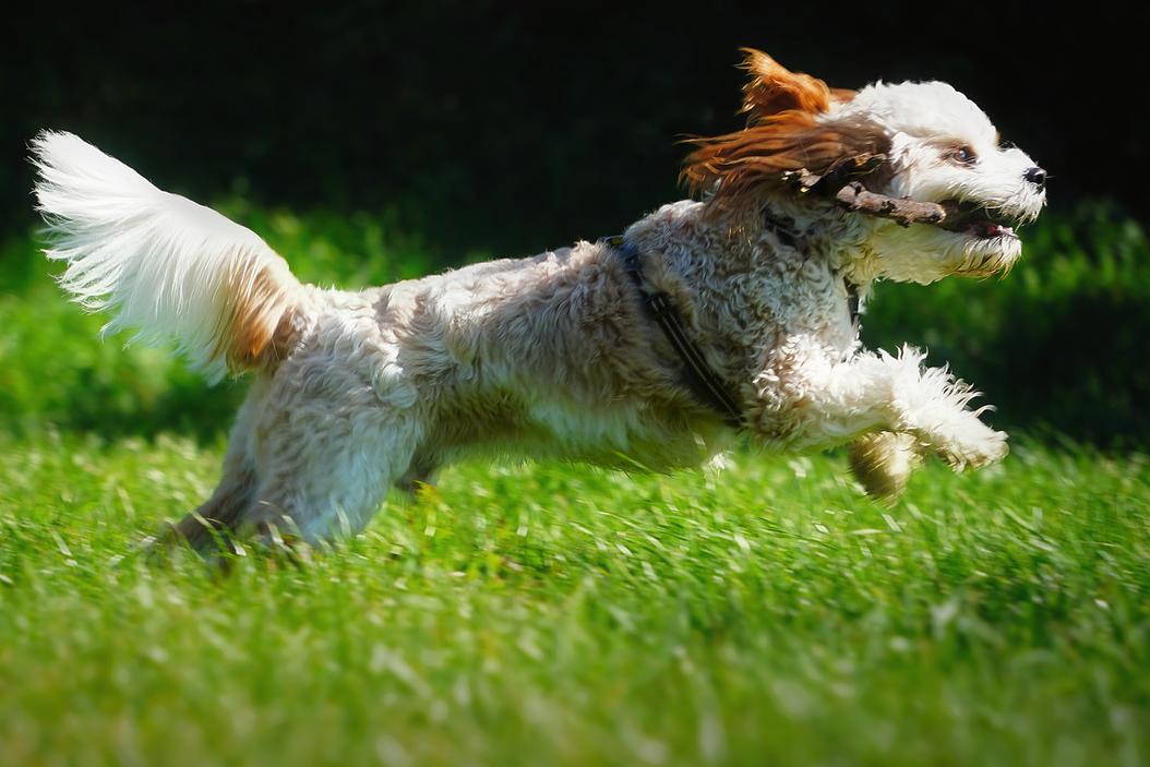 Cavapoo breed Information & Insurance Costs | ManyPets