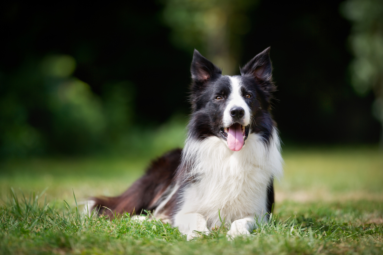 Son Border Collies Territoriales