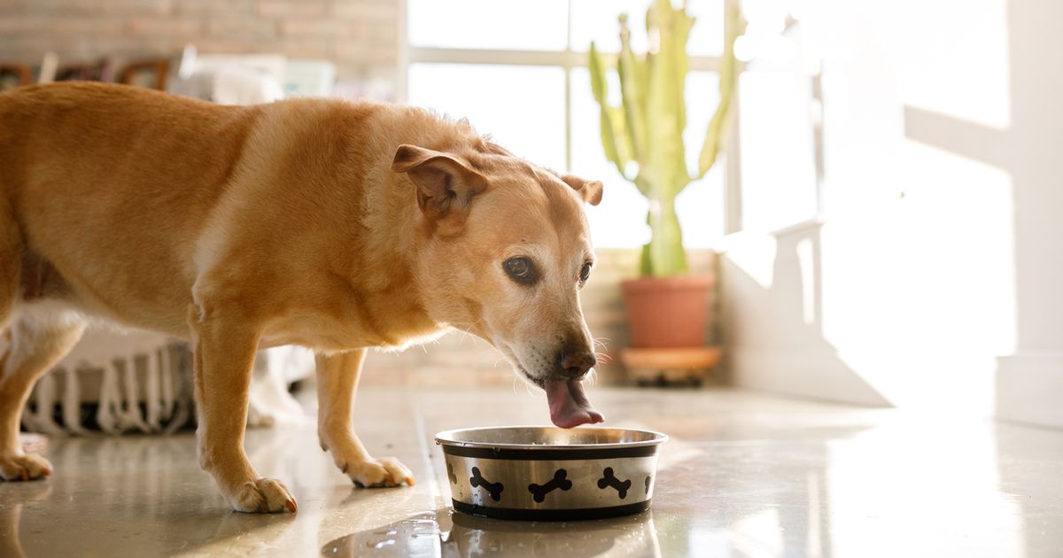 Importance of hydration for dogs in summer | ManyPets