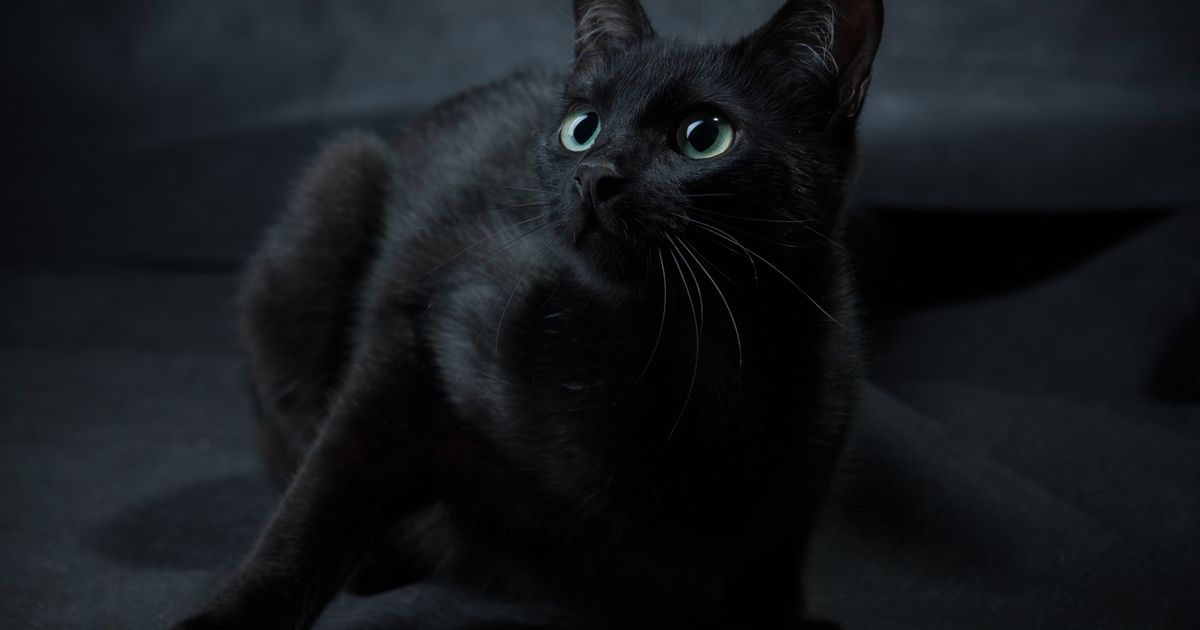 The M25/Croydon cat killer | ManyPets