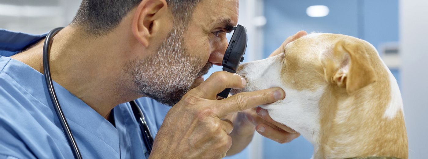 What pet owners need to know about thelaziasis - the eye worm infection ...