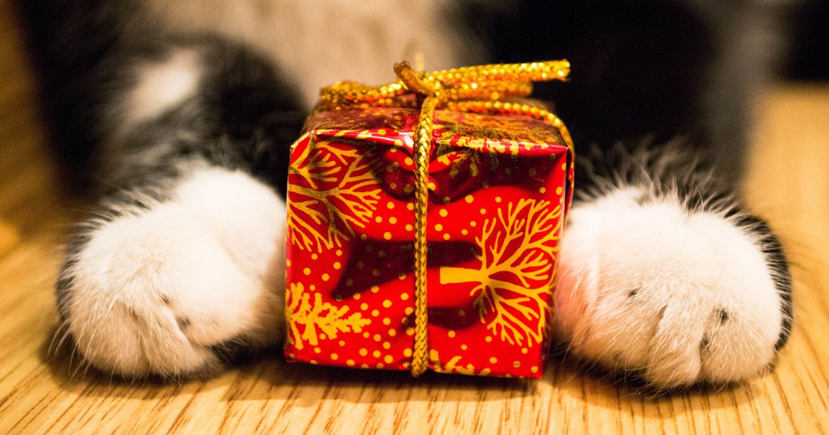 Amazing Christmas presents for your pets | ManyPets