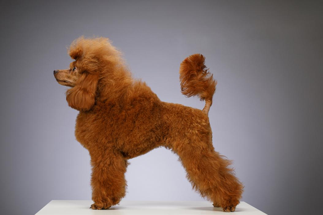 Poodle breed information | ManyPets