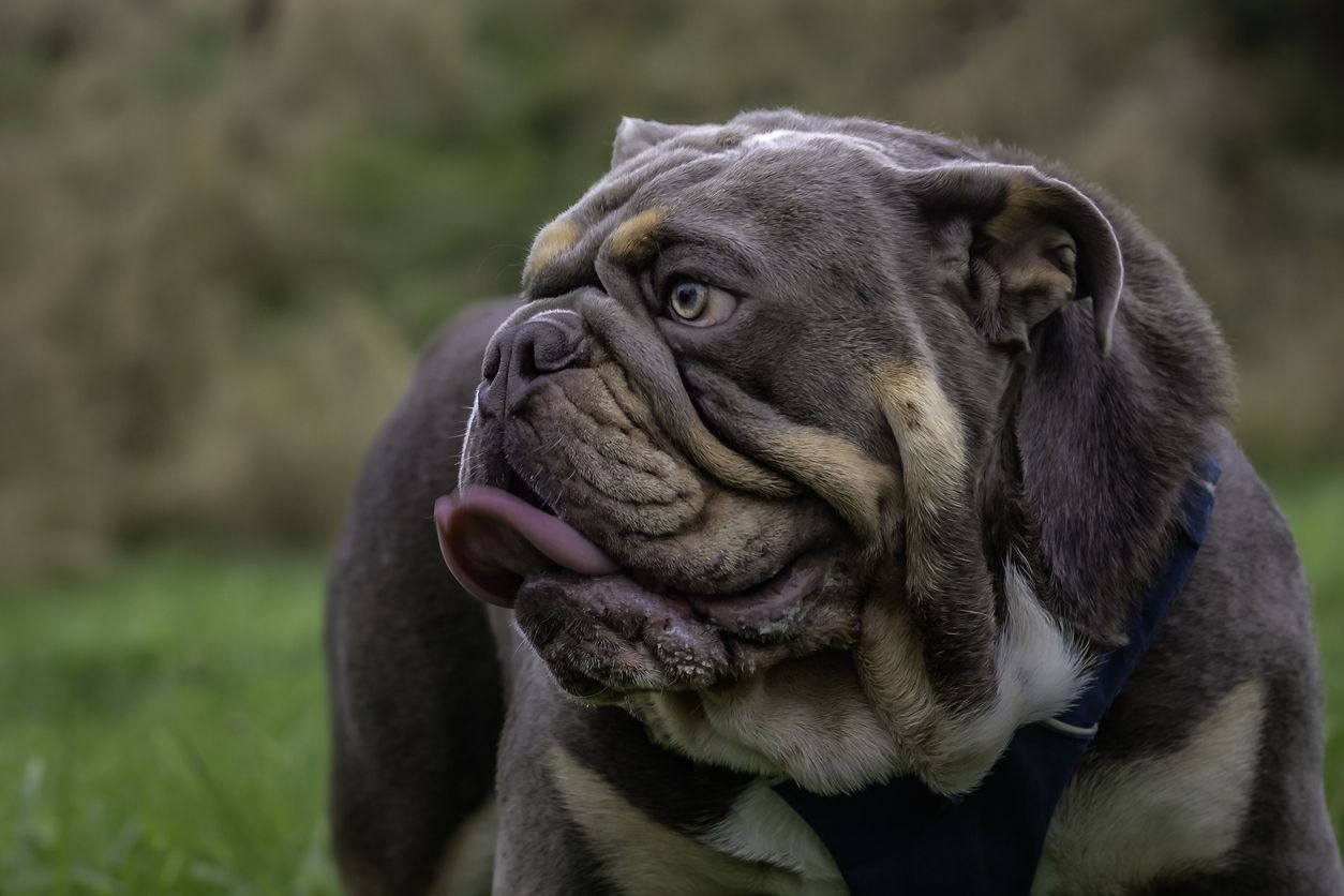 Bulldog breed information and pet insurance costs | ManyPets