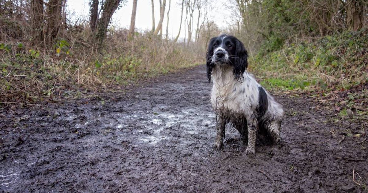 What dog owners need to know about Alabama Rot | ManyPets