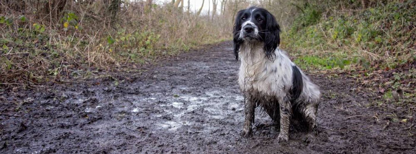 What dog owners need to know about Alabama Rot | ManyPets