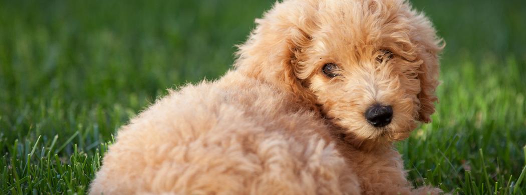 Labradoodle | ManyPets