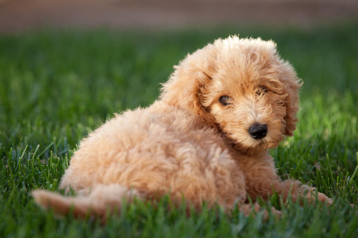 10 best dog breeds for first-time owners | ManyPets