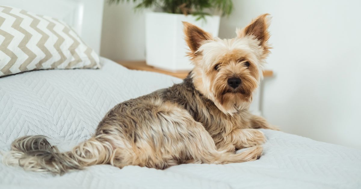 Best non-shedding dogs: An in-depth guide | ManyPets