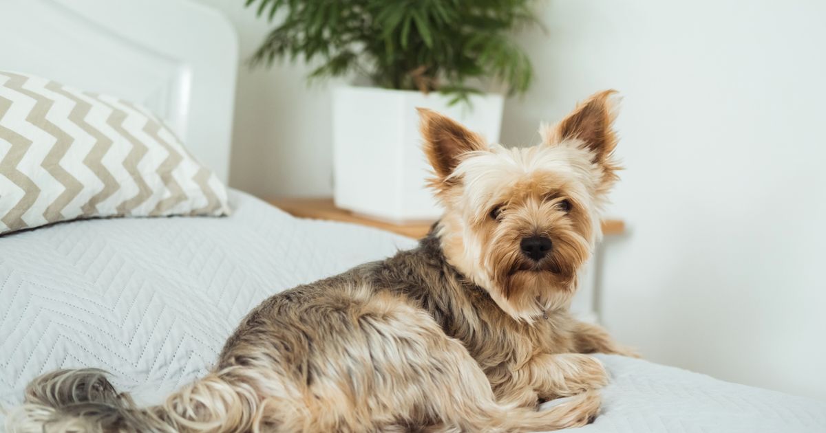 Best non-shedding dogs | ManyPets