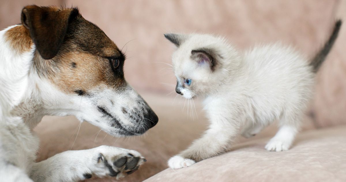 5 steps to introducing your new cat to your dog | ManyPets