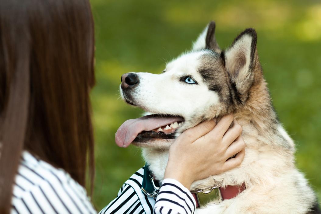 Can you speak dog? 10 canine body language signals to know | ManyPets