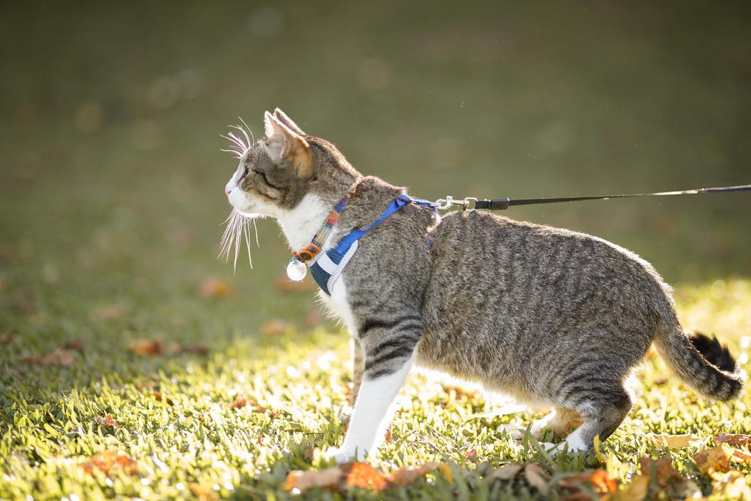 How to train your cat to walk on a leash | ManyPets