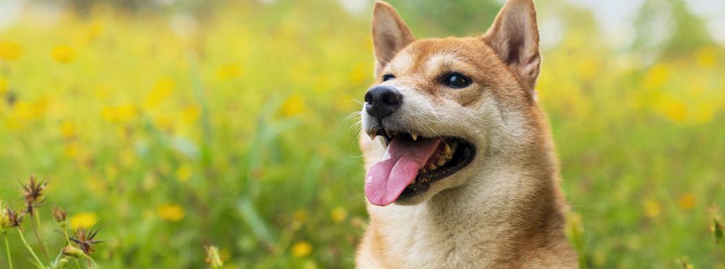 Common health problems with Shiba Inus | ManyPets