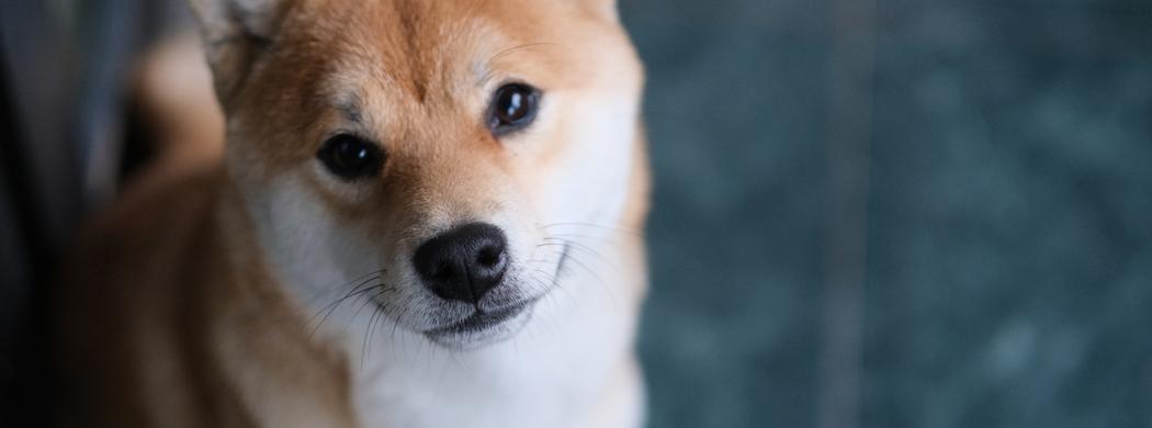 Shiba Inu | ManyPets