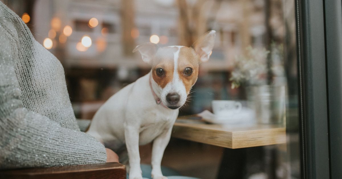 Top 5 dog-friendly cafes & restaurants in London | ManyPets