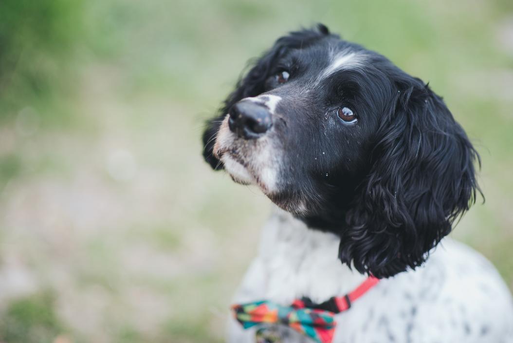 5 common Springer Spaniel health problems | ManyPets