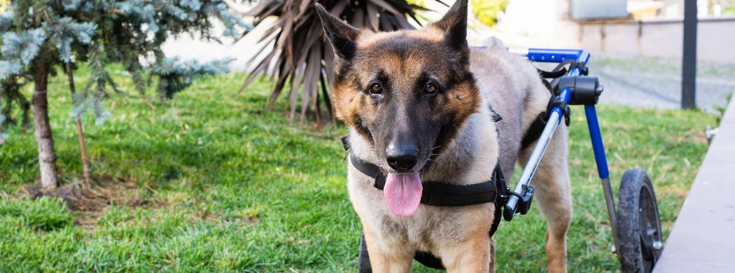 How Fast Does Degenerative Myelopathy Progress