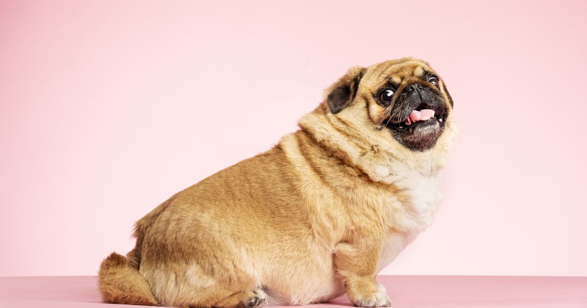 The science of pet obesity: How it affects our pets | ManyPets