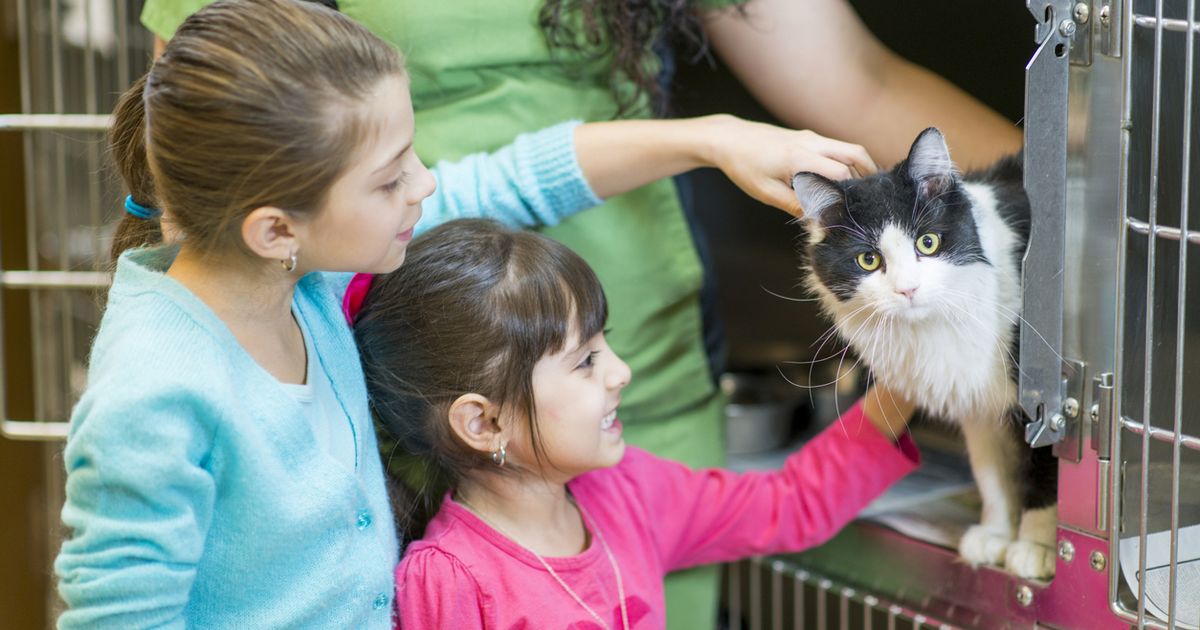 Everything you need to know about adopting a cat | ManyPets