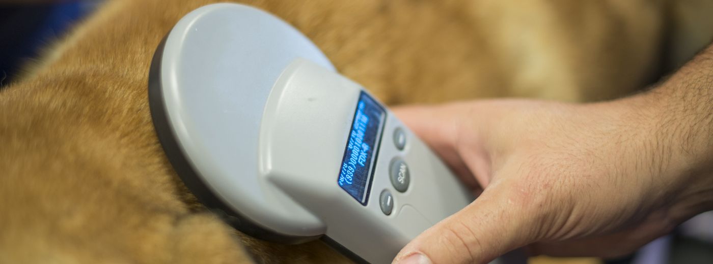 Compulsory microchipping: what the law says in the UK for dogs and cats ...