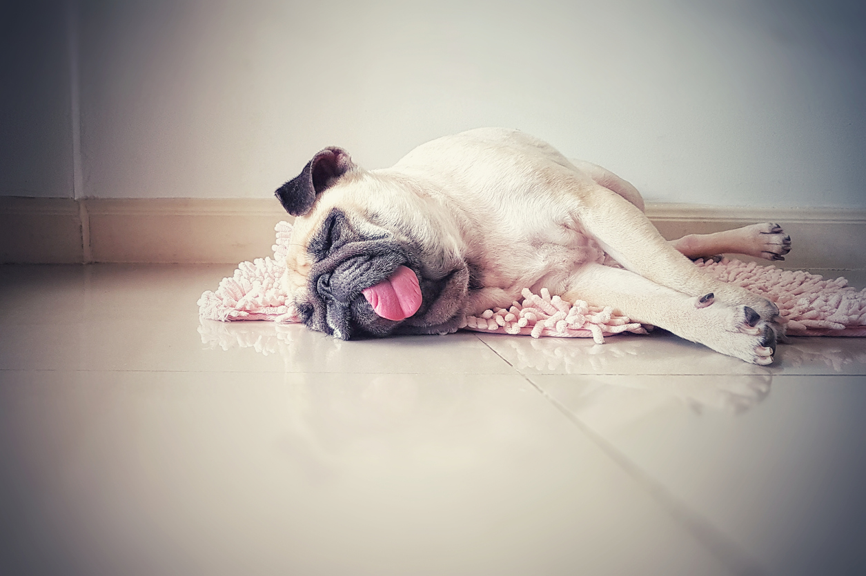 Brachycephalic obstructive airway syndrome (BOAS) and breathing ...