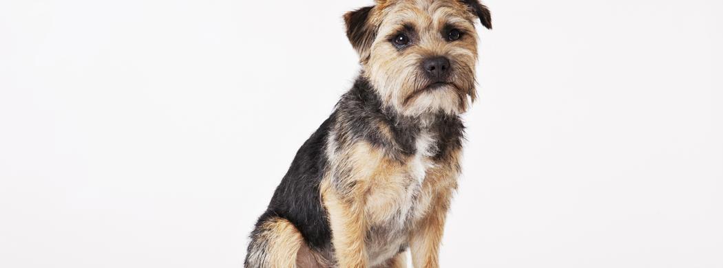 Border Terrier | ManyPets