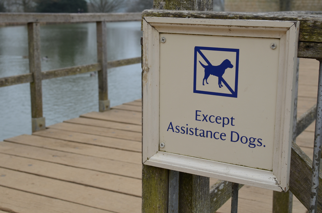 Assistance dogs, therapy pets and other amazing animals | ManyPets