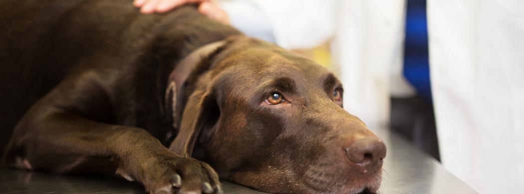 Pancreatitis in dogs & cats: Symptoms & treatment | ManyPets