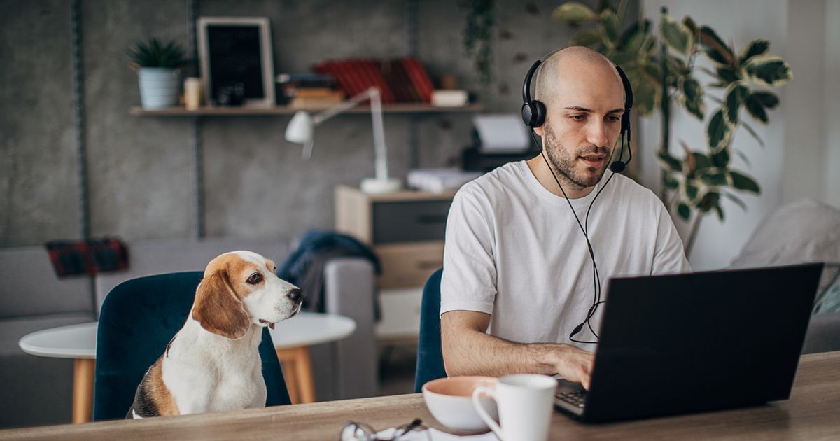 The benefits of dogs in the workplace & increase in pawpularity | ManyPets