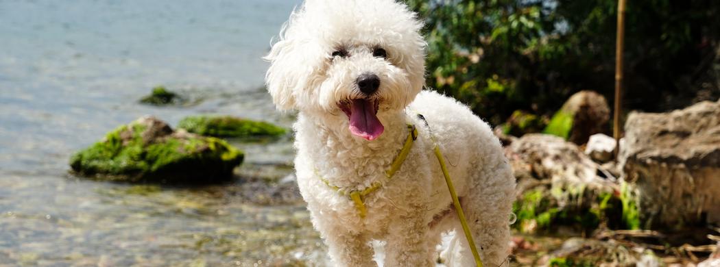 Bichon Frise Breed Information | ManyPets | ManyPets