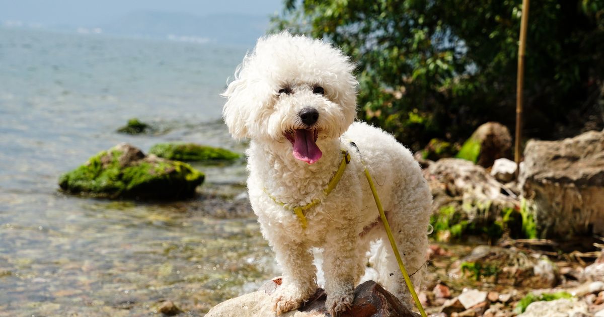 Bichon Frise Breed Information | ManyPets | ManyPets