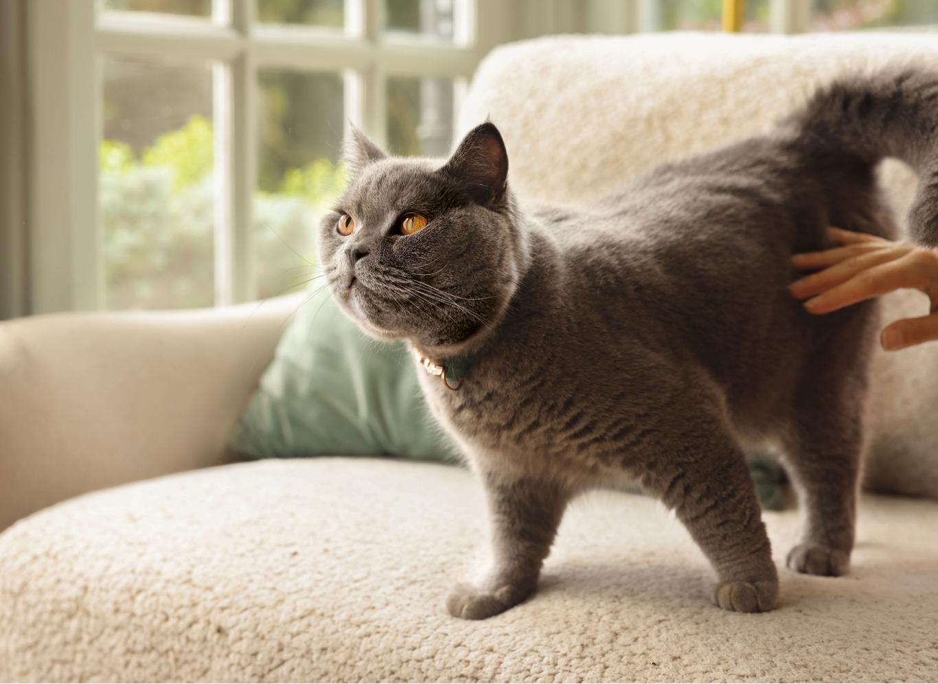 Cat Insurance | Cat Health Insurance Quote Online | ManyPets