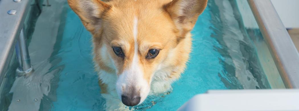Hydrotherapy for dogs: how does it work? | ManyPets
