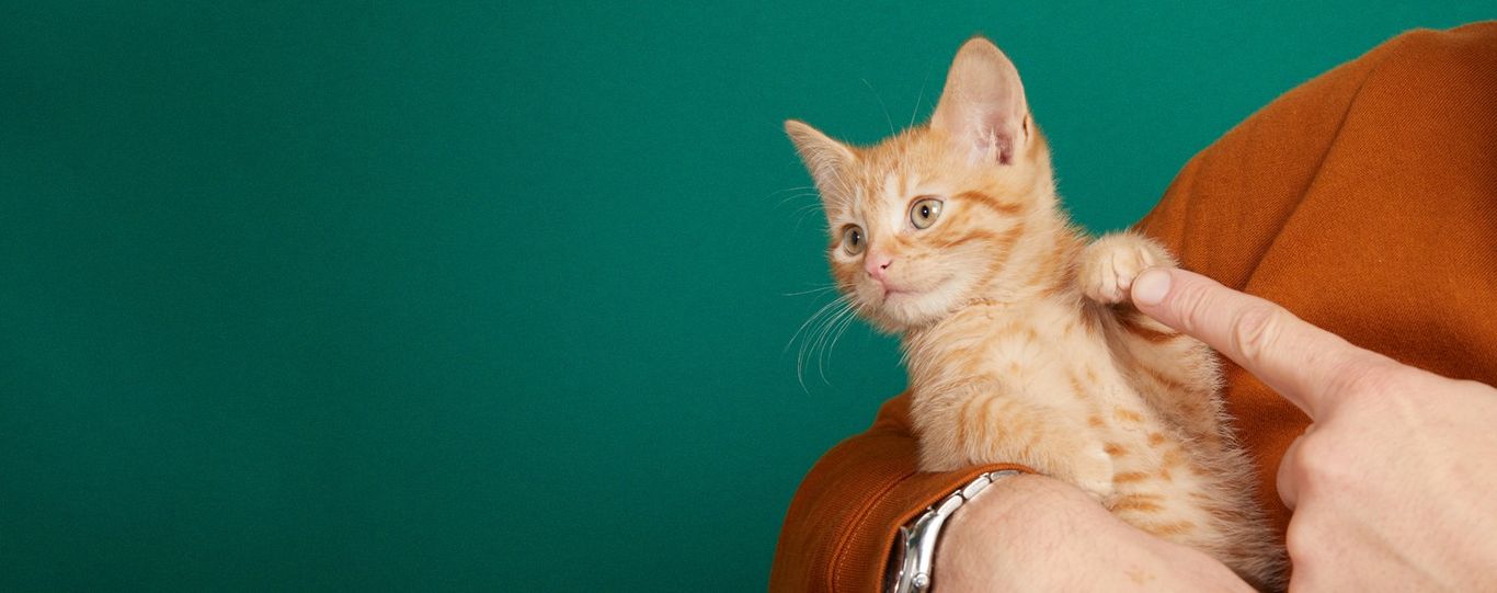 Cat Insurance Quotes | Compare Our Policies | ManyPets