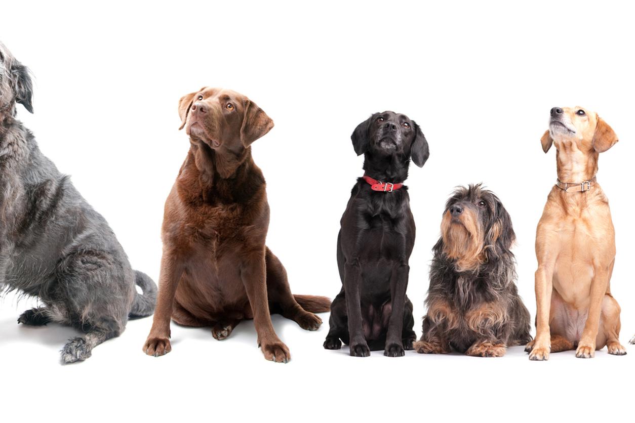 How to dog and child-proof your home | ManyPets