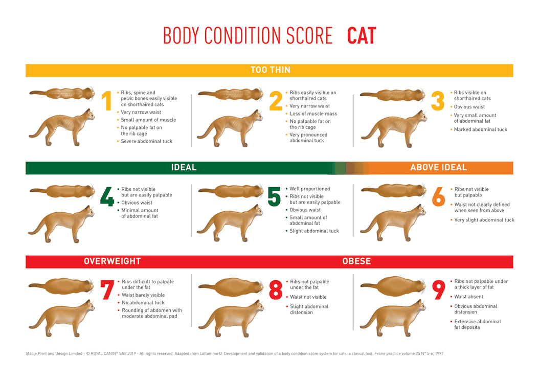 Body condition score & other tools to manage your pet's weight | ManyPets