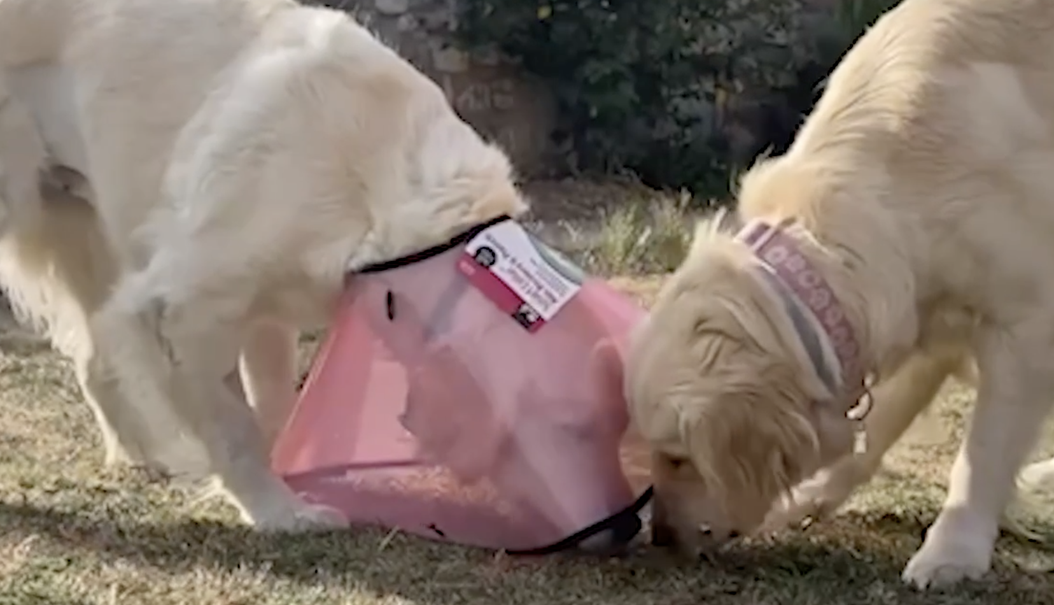 The best cat and dog cone alternatives | ManyPets