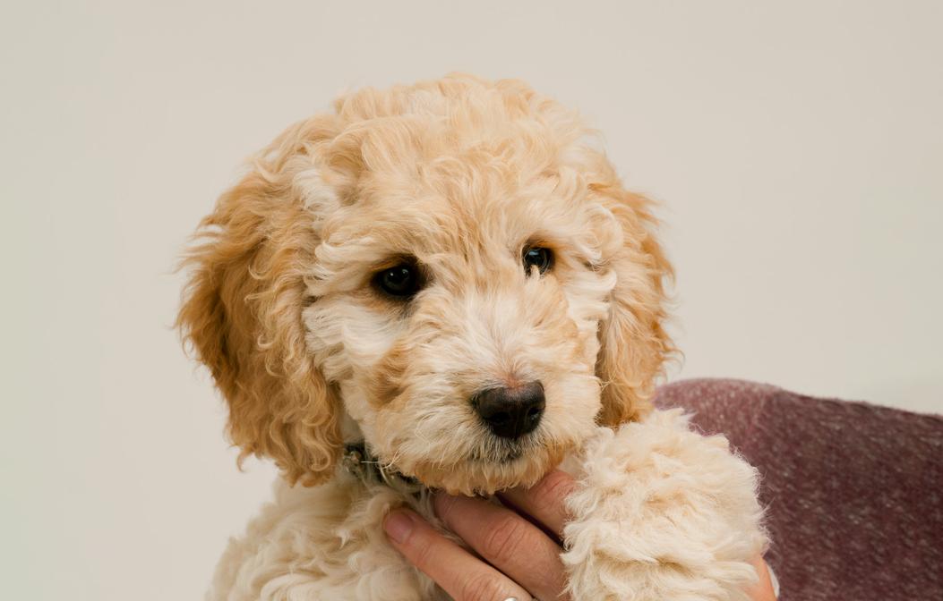 Common health problems in cockapoos: What to know | ManyPets