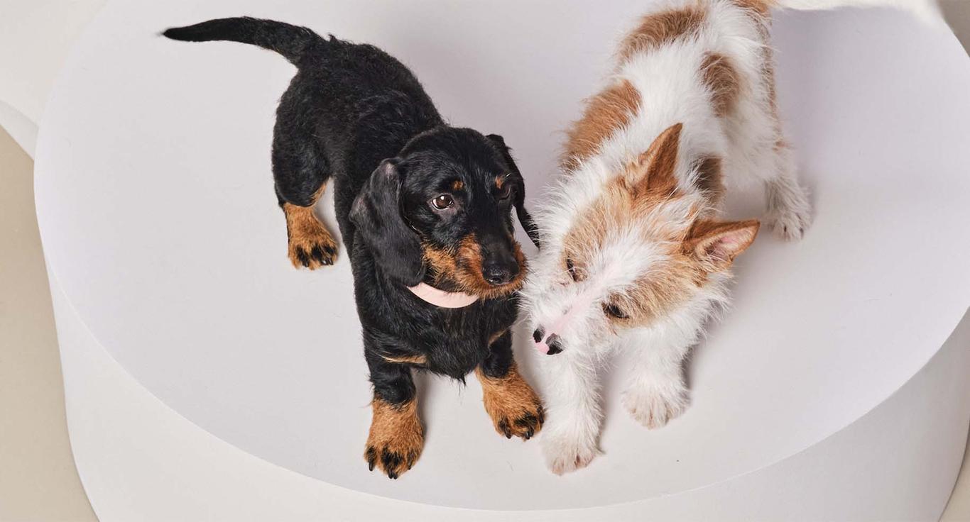 Compare pet insurance providers | ManyPets